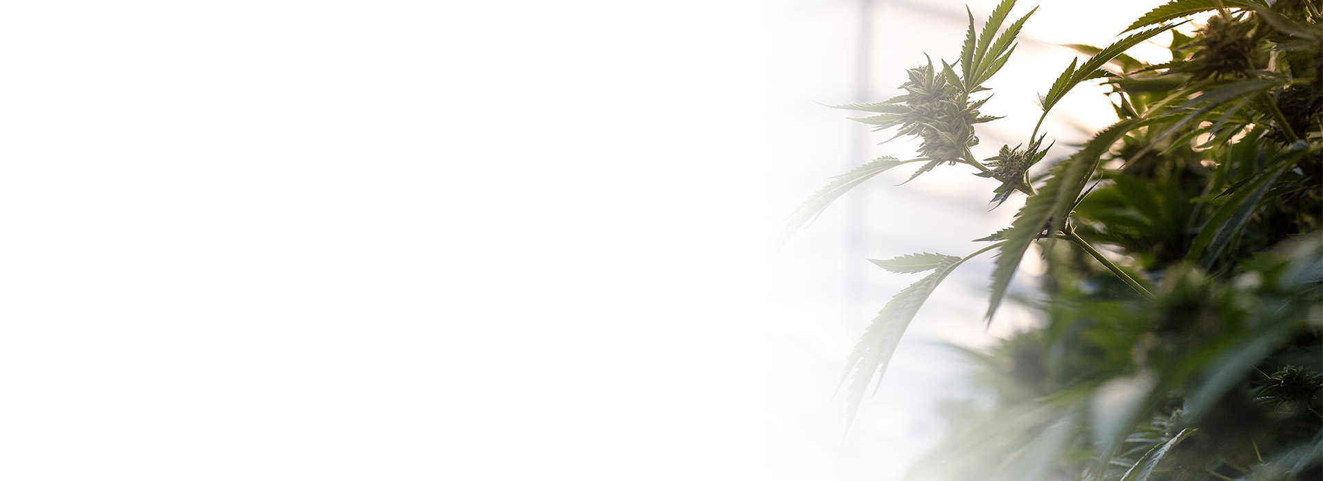 Marijuana Header – Trinity MMJ